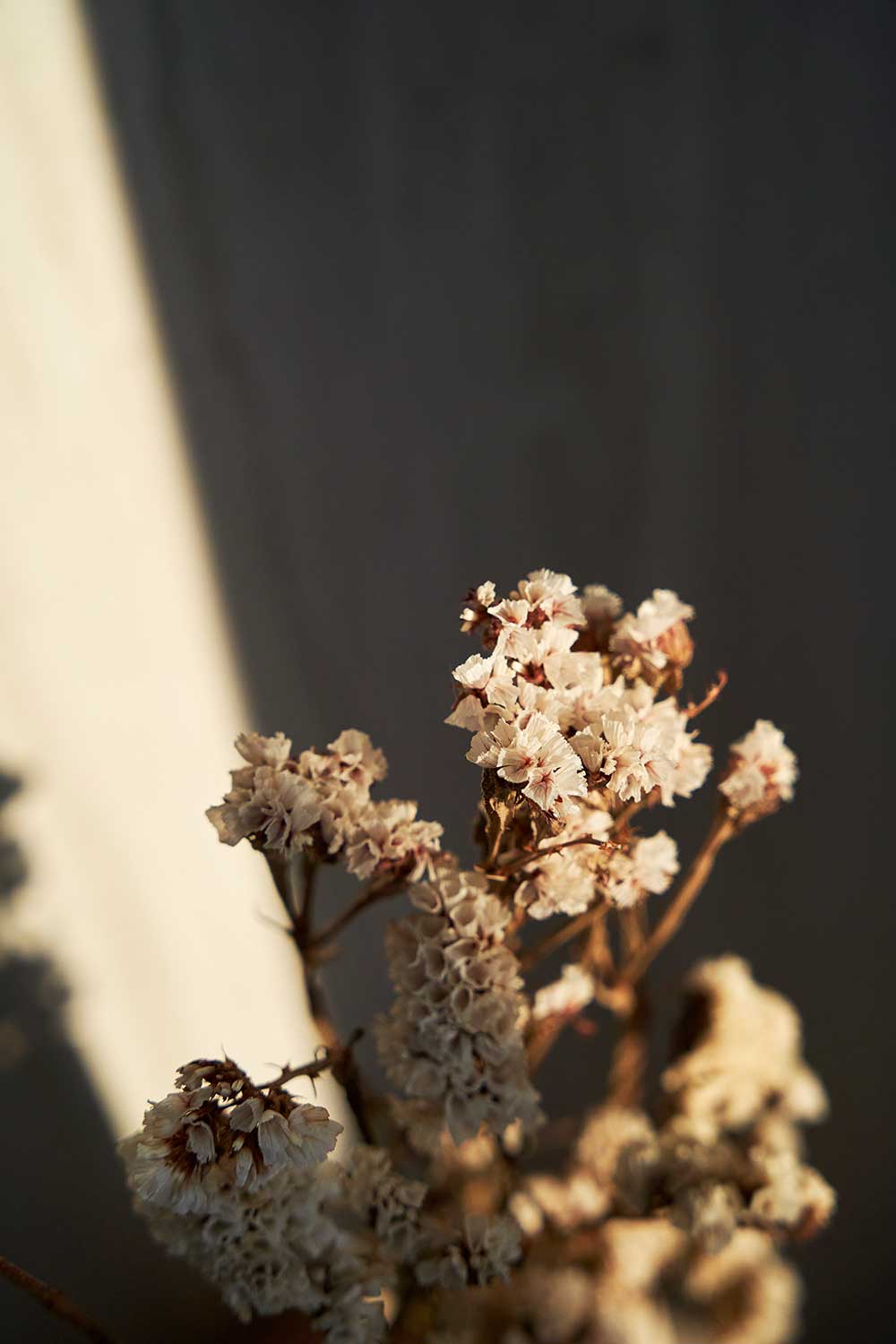 Bellwood – Bone Studio